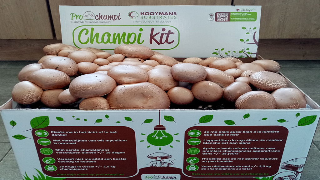 Champi kit Paris - Cultivez vos champignons - Prochampi Prochampi