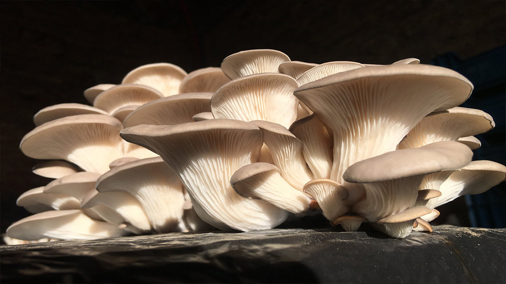 Champignons – Pleurote Ballot de 15 kg – Conventionnel / Bio - Prochampi